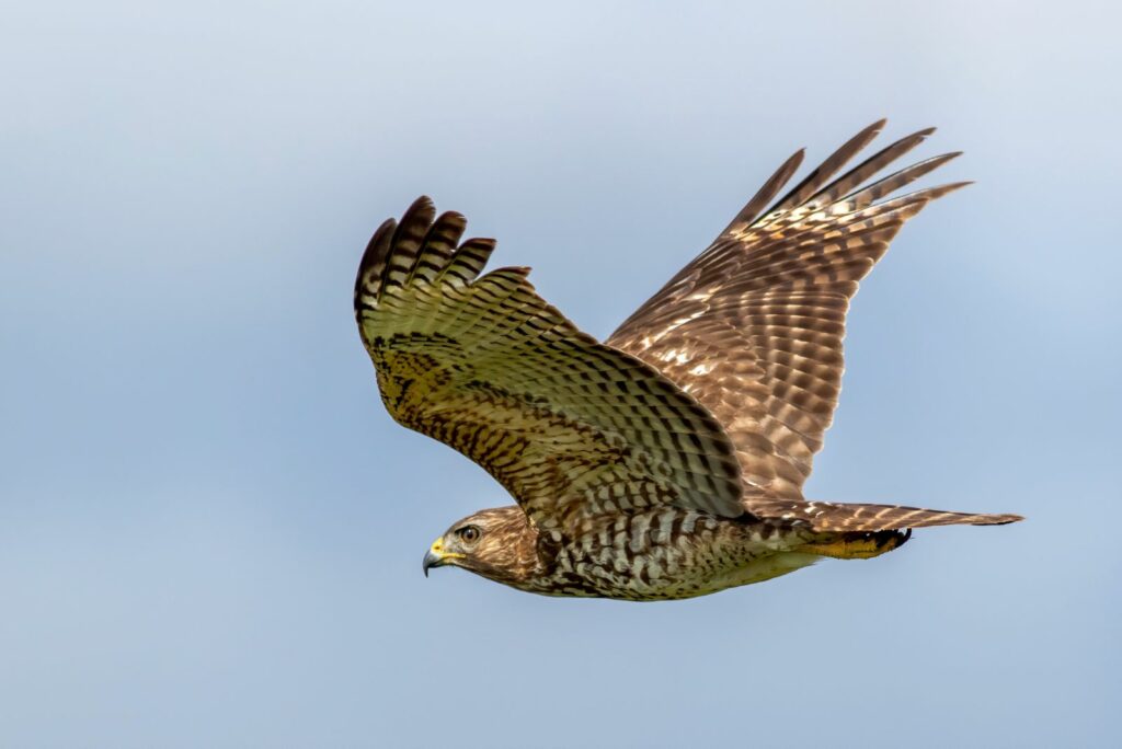 The Meaning Behind A Hawk Circling Over Your Texas Yard