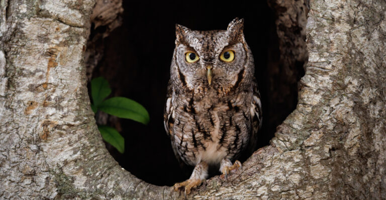 The Meaning Behind Seeing A Screech Owl Near Your Ohio Home