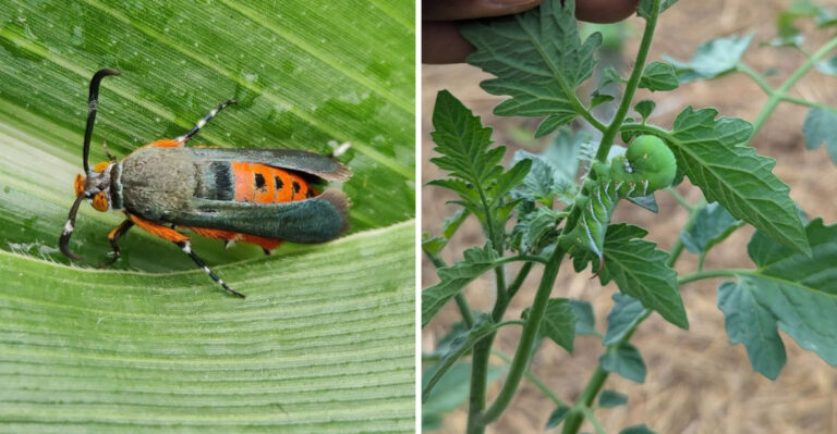 The Michigan Garden Pests That Show Up Every July And How To Stop Them ...