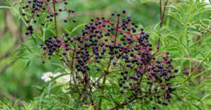The Michigan Native Berry Bush That Helps Deter Ticks And Produces Tons ...