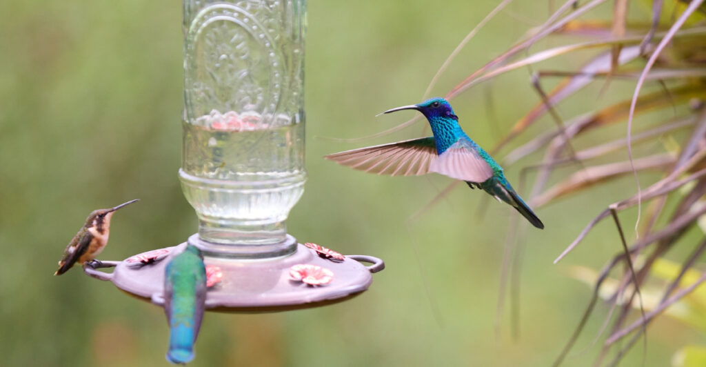 The Most Common Hummingbird Feeder Mistakes You're Probably Making ...