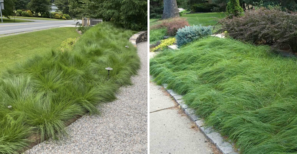 The Most Underrated Michigan Native That Helps Keep Ticks Out Of ...