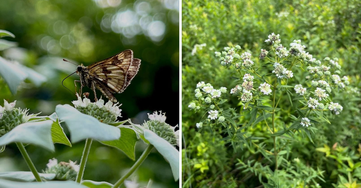 The Most Underrated Michigan Perennial That Repels Deer, Ticks, And ...