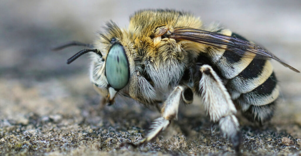 The Native California Bee That Prefers Bare Ground Over Flowers