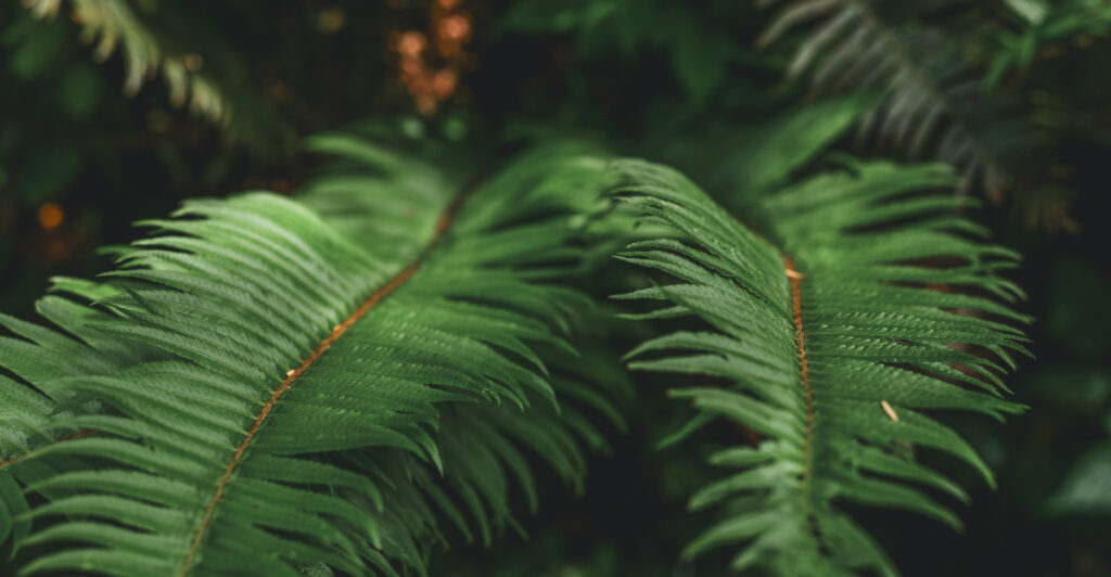The Native Oregon Fern That Spreads Fast Enough To Crowd Out ...