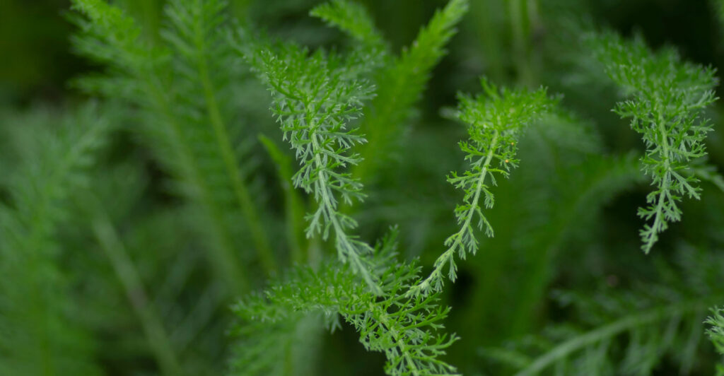 The Native Oregon Ground Cover That Handles Foot Traffic Better Than Grass