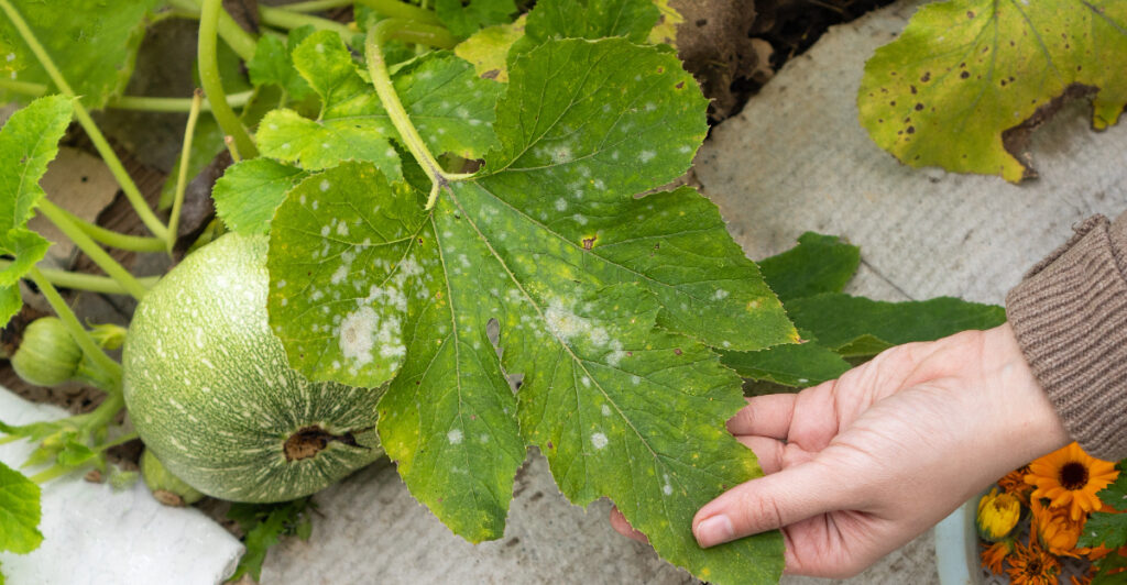 The One Thing North Carolina Squash Needs In Summer Or Powdery Mildew ...