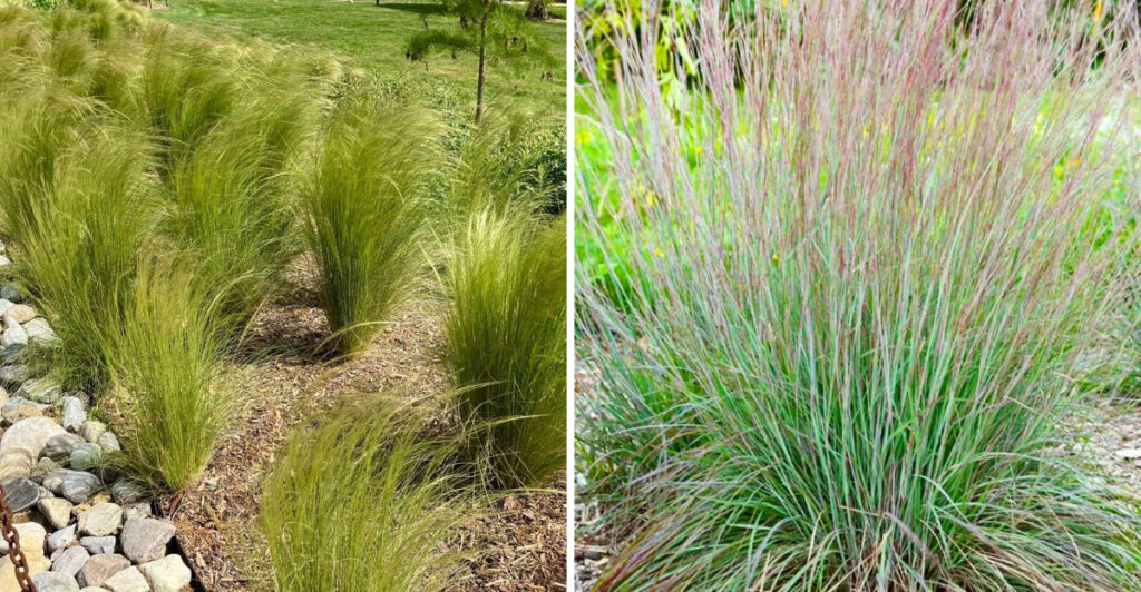 The One Thing You Must Do To North Carolina Native Grasses Before July ...