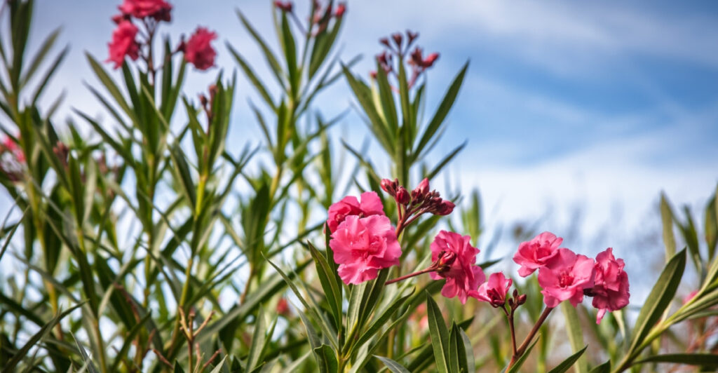 The Ornamental Bush Lining Nebraska Highways And Its Surprising Secret ...