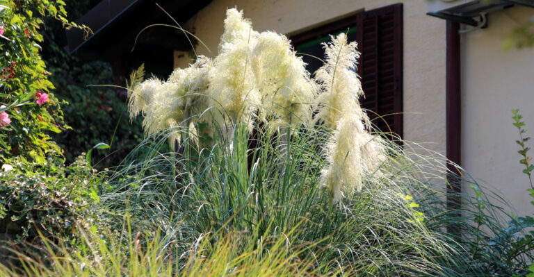 The Perennial Oregon Gardeners Almost Always Plant Too Close To The House