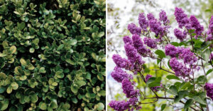 The Plants Kentucky Gardeners Should Prune And The Ones To Skip In July ...