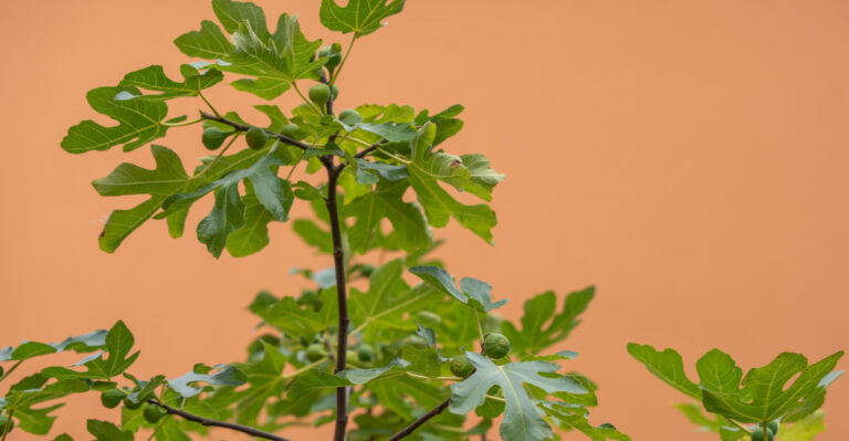 The Smart Way To Grow Fig Trees In Containers In Arizona For A Real ...