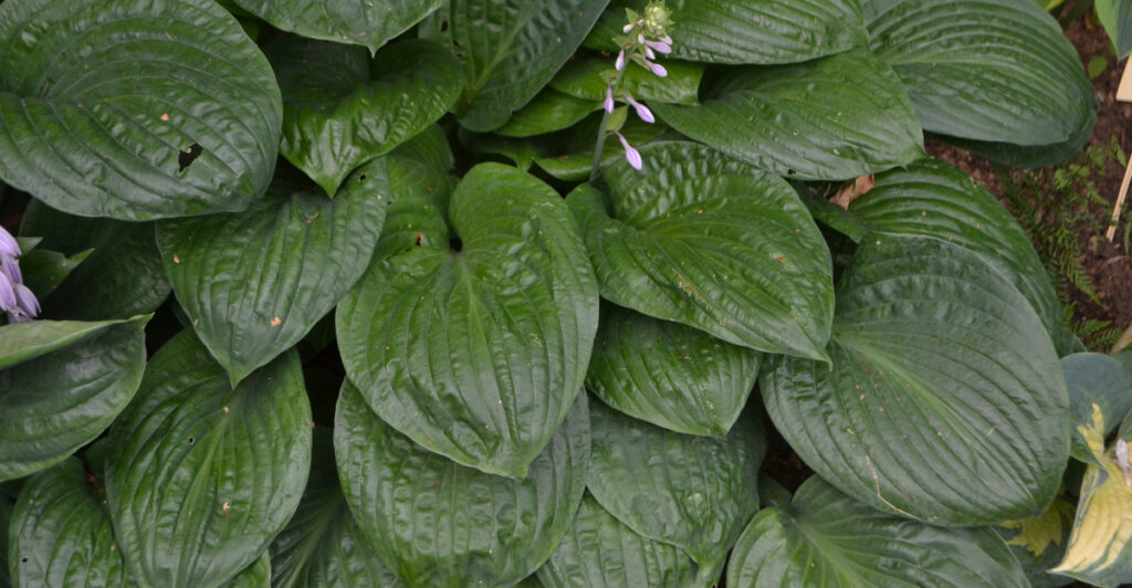 The Tiny Bug Destroying Ohio Hostas In June And How To Stop It Fast