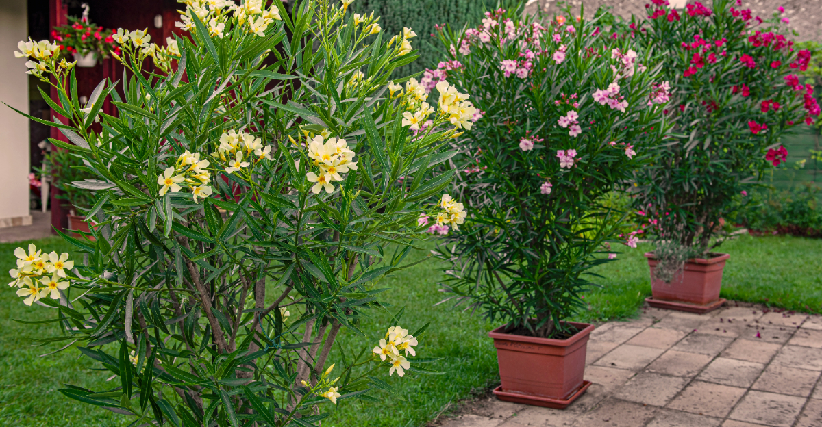 The Toxic Shrub Growing In Florida Yards That Most Homeowners Mistake ...