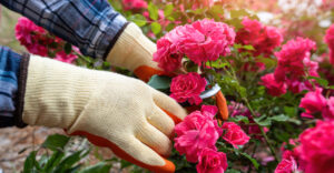 These 9 Simple Changes Help Oregon Plants Grow Stronger