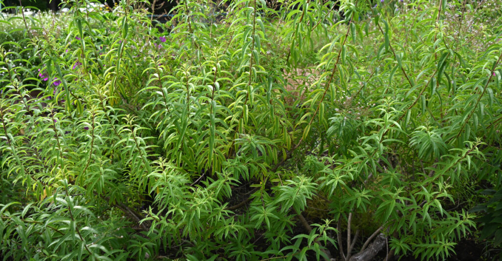 These Are The Arizona Plants That Protect Your Home From Scorpions At ...
