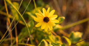 These Are The Florida Plants That Come Back Fuller After Every Tropical ...