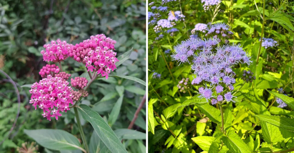 These Are The Georgia Native Plants That Bloom In The Hardest Months ...