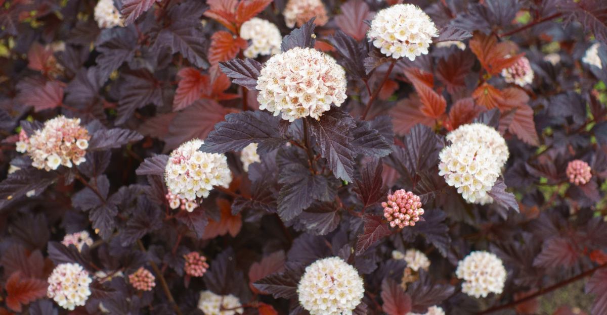 These Are The Native Ohio Shrubs That Replace Barberry Without Losing ...