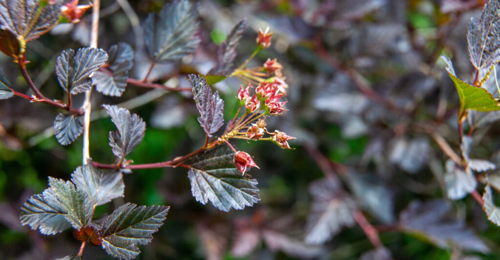 These Are The Native Ohio Shrubs That Work Better Than Burning Bush For ...