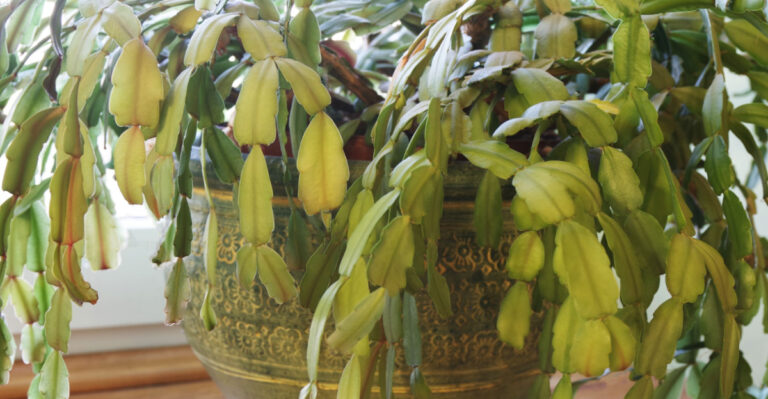 These Are The Reasons Your Christmas Cactus Leaves Go Pale Every Summer ...