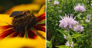 These Are The Texas Flowering Plants That Provide The Nectar Adult ...