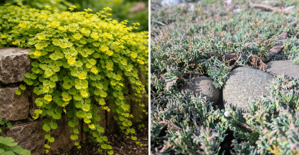 These Are The Texas Garden Plants That Secretly Shelter Scorpions ...