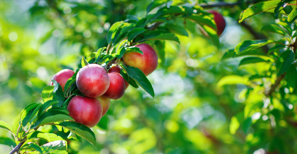 These Fruit Trees Handle California Heat Better Than Gardeners Expect