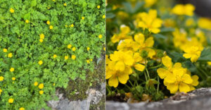 These Low-Growing Oregon Natives Stop Weeds Between Stepping Stones ...
