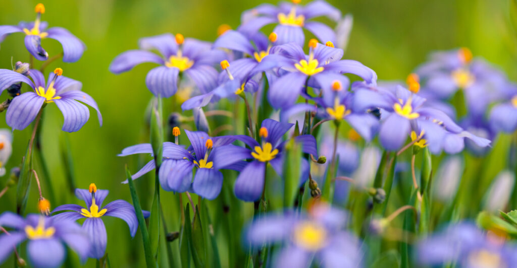 These Oregon Natives Form A Living Mulch That Gets Better Every Year