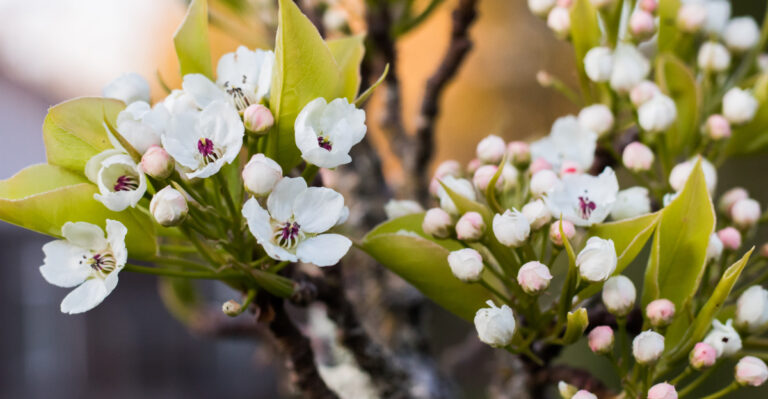 These Oregon Natives Outperform English Laurel As Hedges Without The ...