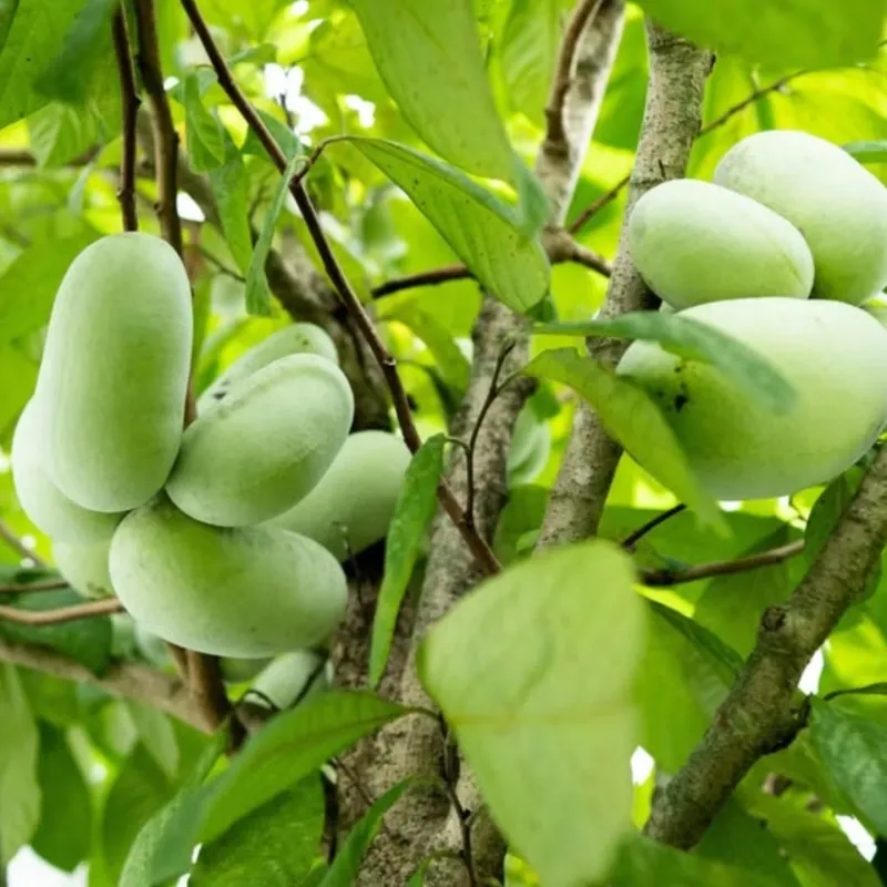 Pawpaws And Persimmons Are North Carolina Natives Almost Nobody Plants ...