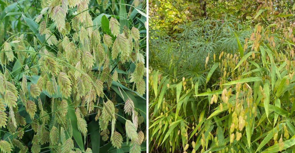This Native Texas Plant Helps Bring Fireflies Back To Summer Yards ...