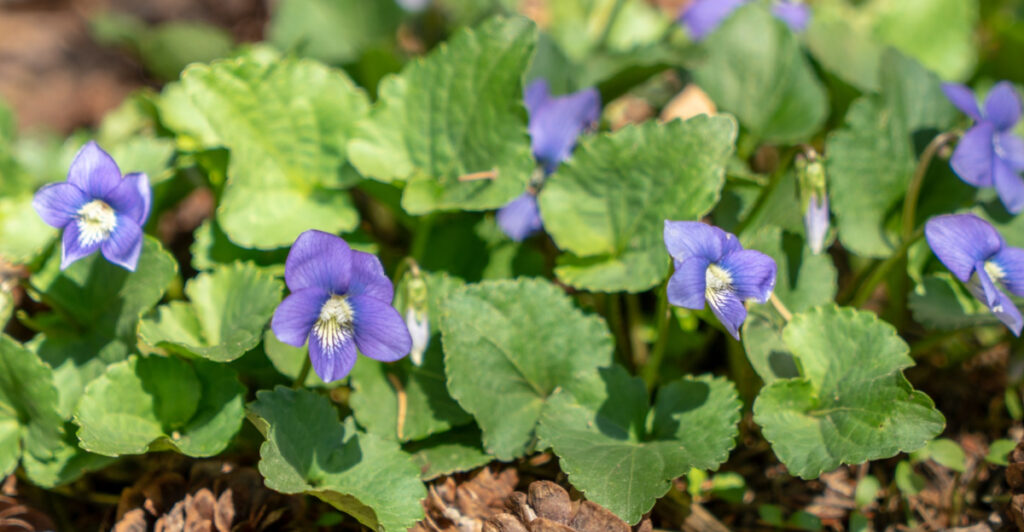 This Spreading Wildflower Is The One Montana Lawn Weed Worth Keeping ...