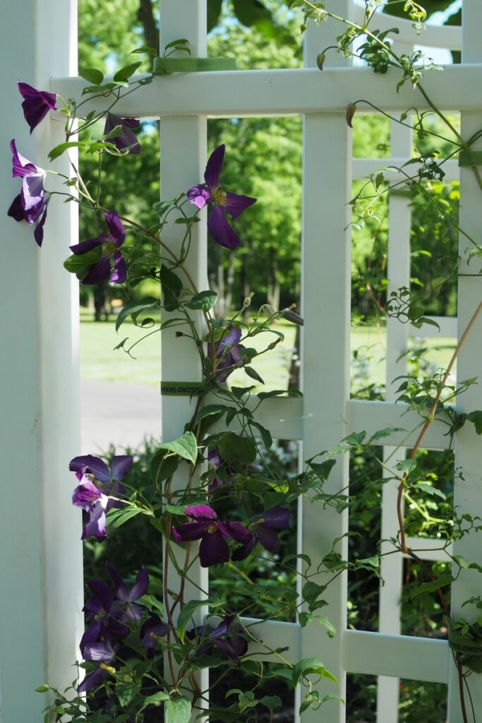 7 Reasons Your Clematis Won't Bloom, And What To Do About Each One ...