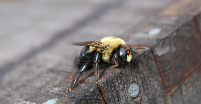 What Carpenter Bee Activity Around An Indiana Porch Is Really Telling ...
