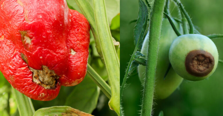 What's Causing Black Bottoms On Your New Jersey Tomatoes and Peppers ...
