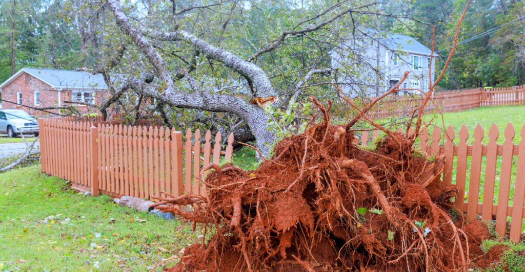 Who Is Responsible When A Tree Falls On A Fence Between Two Oregon ...