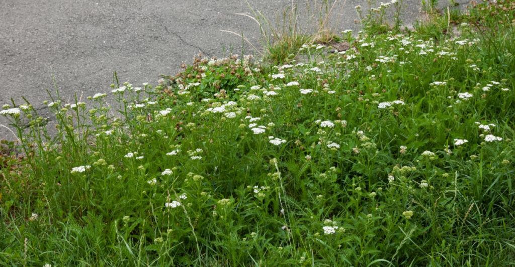 Why California Homeowners Are Replacing Lawns With This Ground Cover
