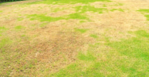 Why Kansas Lawns Turn Brown In Summer And How To Turn Them Green Again ...
