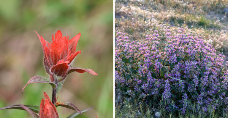 Wyoming Homeowners Are Switching To These Drought-Tolerant Native ...
