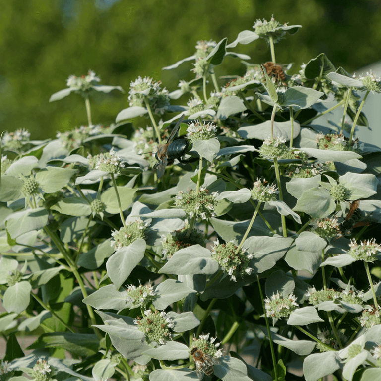 The Underrated Pennsylvania Native Plant That Can Help Make Backyards ...