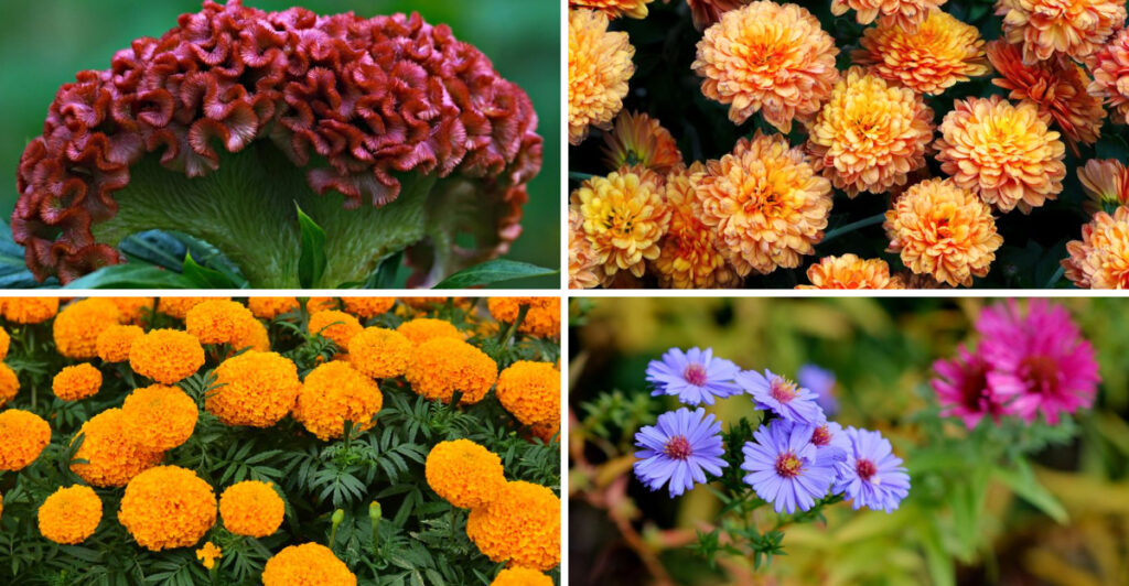 Maryland Gardeners Still Have Time To Plant These Flowers For Fall ...