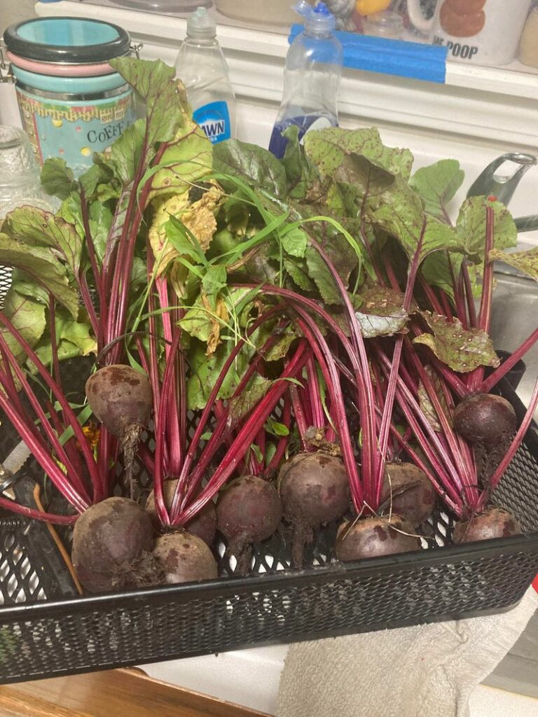 The Fall Vegetables California Gardeners Should Start Now, Not Later ...