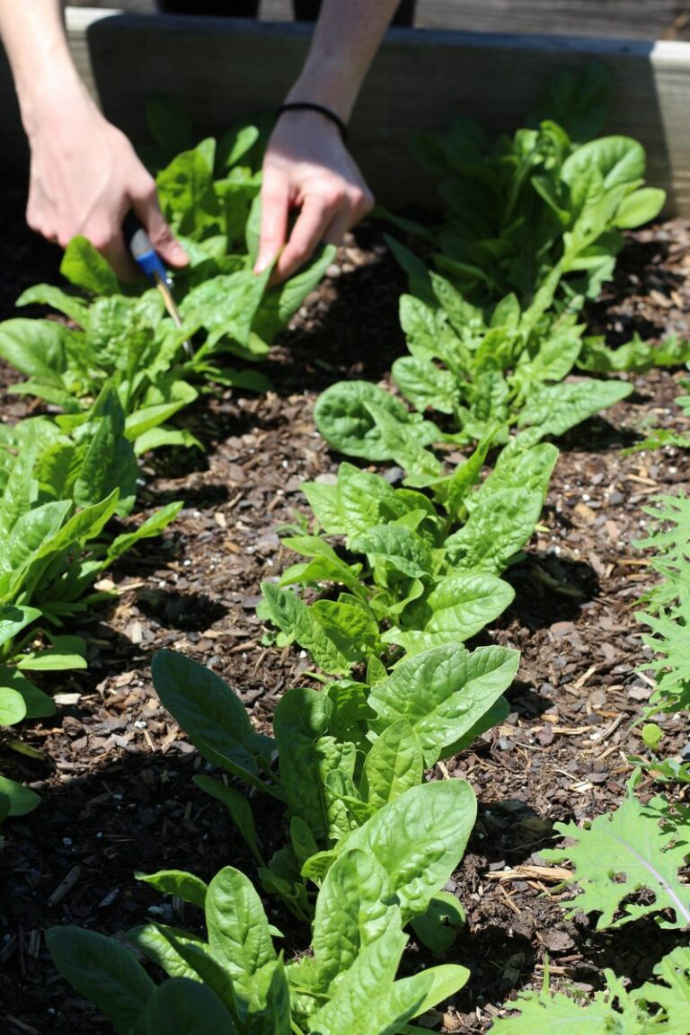 Late September Is a Prime Time For These 8 Tennessee Garden Crops