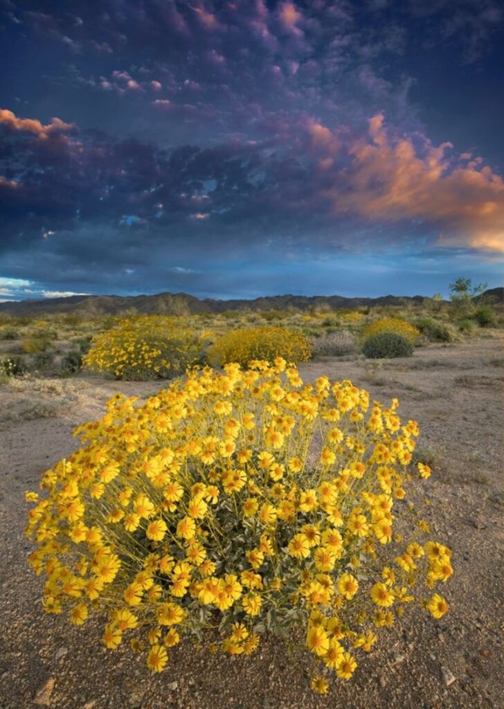 Stop Pulling This Up In Your Arizona Yard - It's Not A Weed, And Here's ...